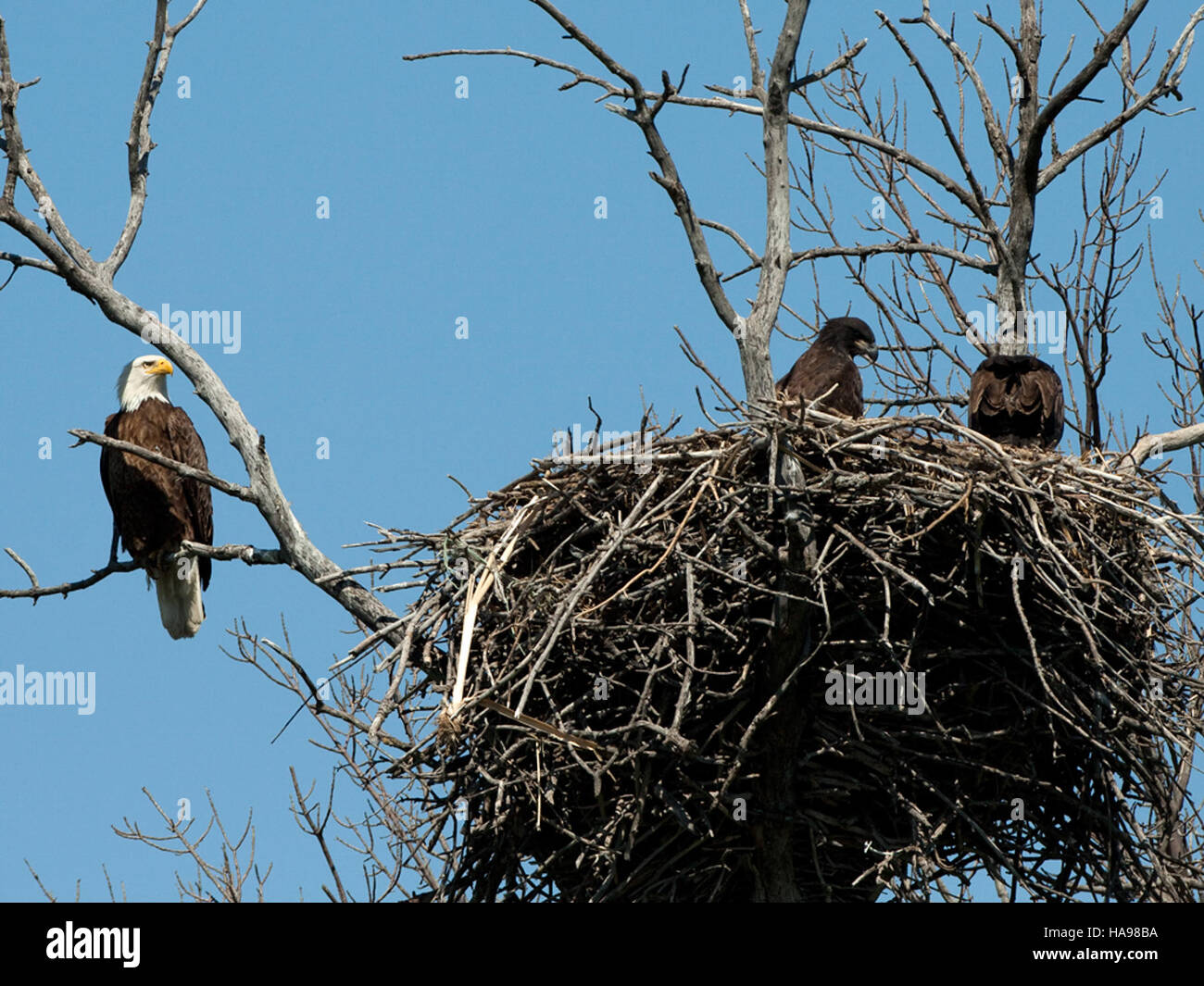 A productive bald eagle nest in a National Park highlights the ongoing ...