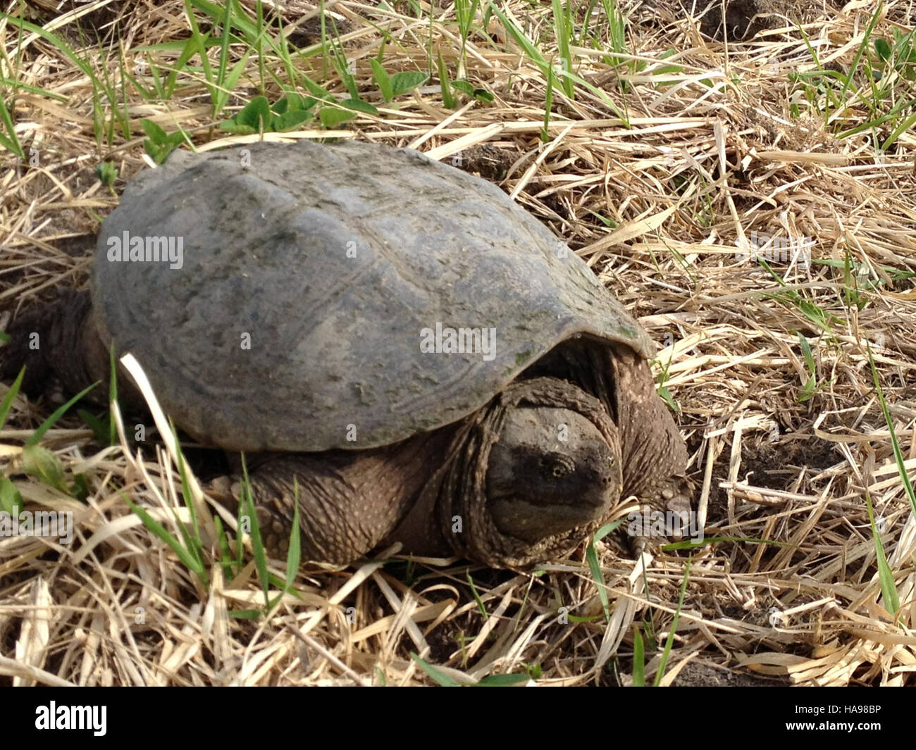 Snapping Turtle is featured in the National Park, highlighting its ...