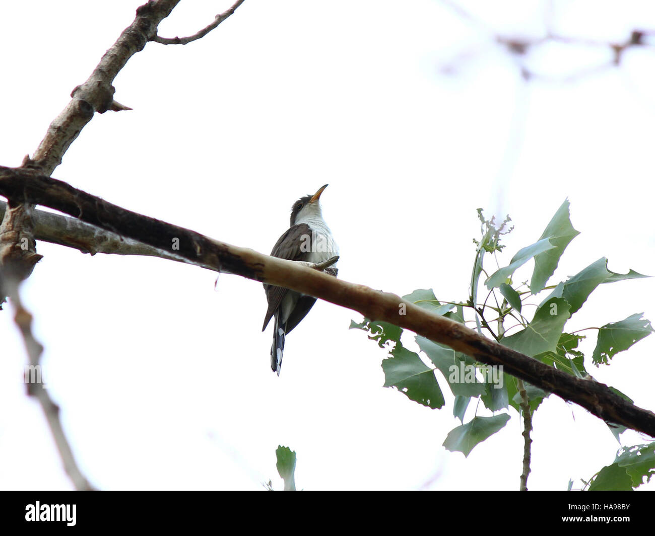 The Western Yellow-Billed Cuckoo, a bird species known for its ...