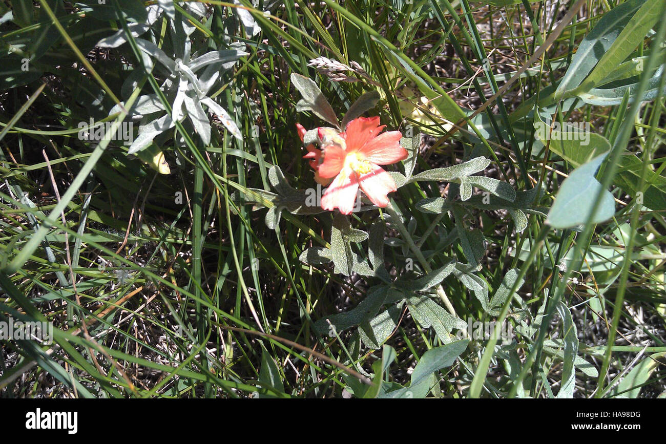 A wildlife species within the WPA (Wildlife Protection Area) of a ...
