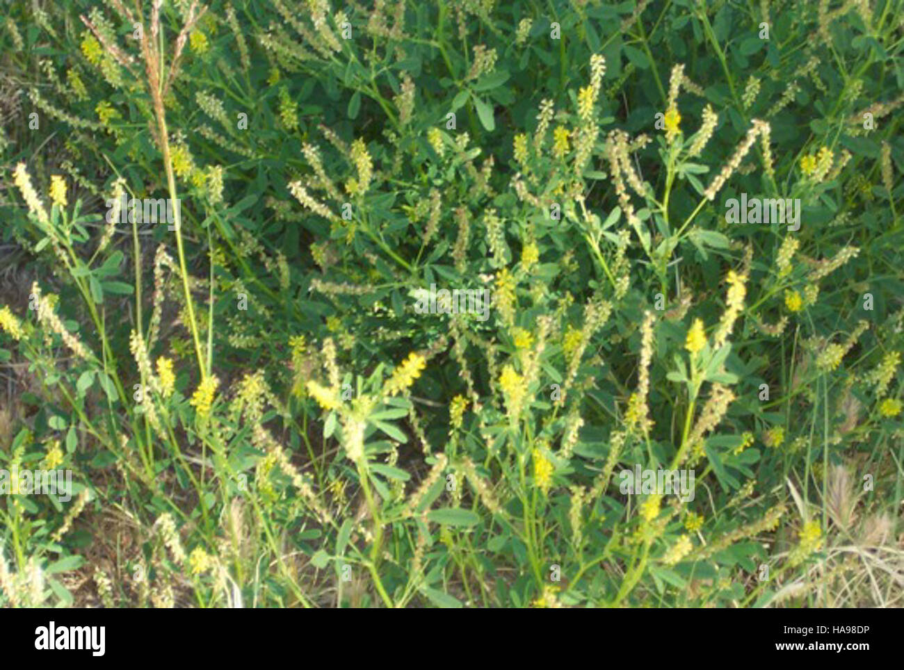 Yellow sweet clover species hi-res stock photography and images - Alamy