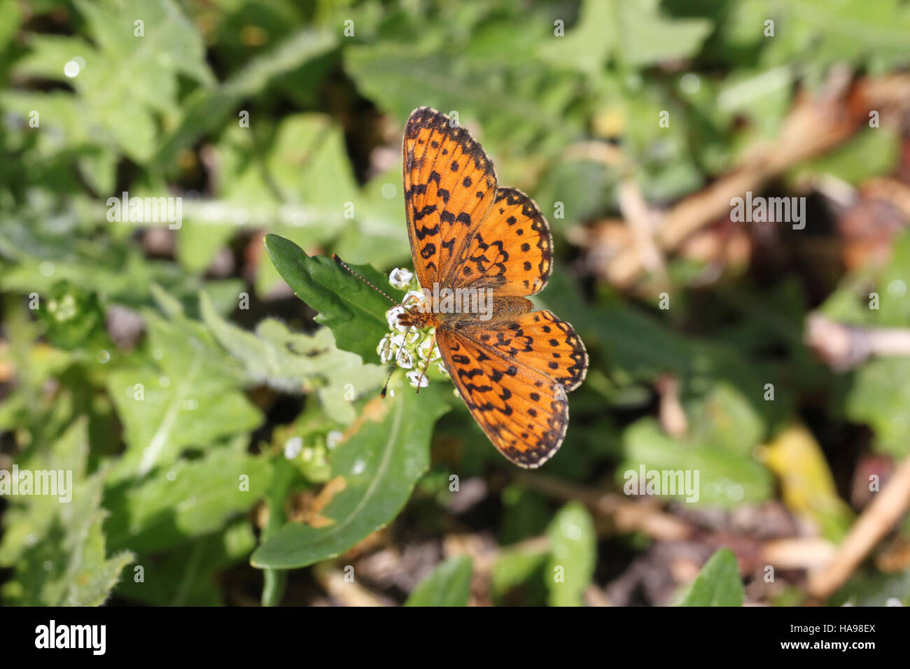usfwsmtnprairie 9277174113 Silver-bordered Fritillary Stock Photo - Alamy