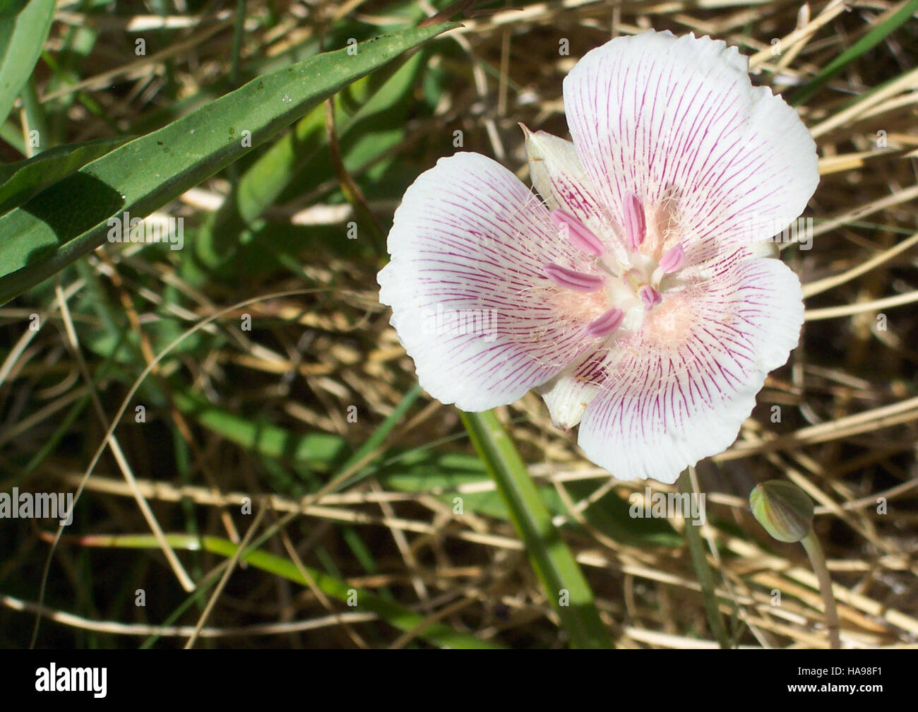 The Alkali Mariposa Lily, photographed by Jim Cribbs in a Nevada ...