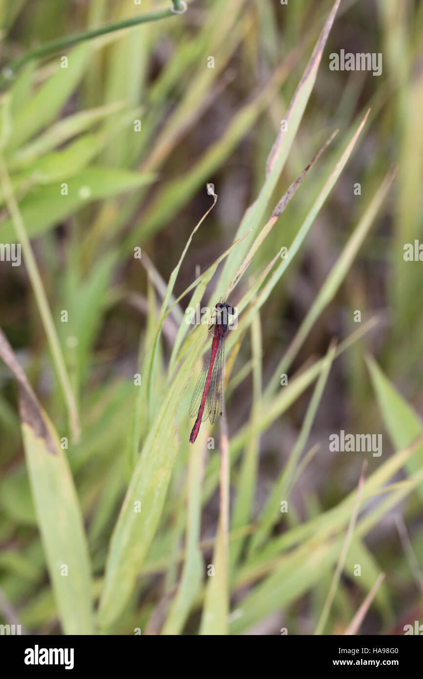The Western Red Damselfly, a species of conservation concern, thrives ...
