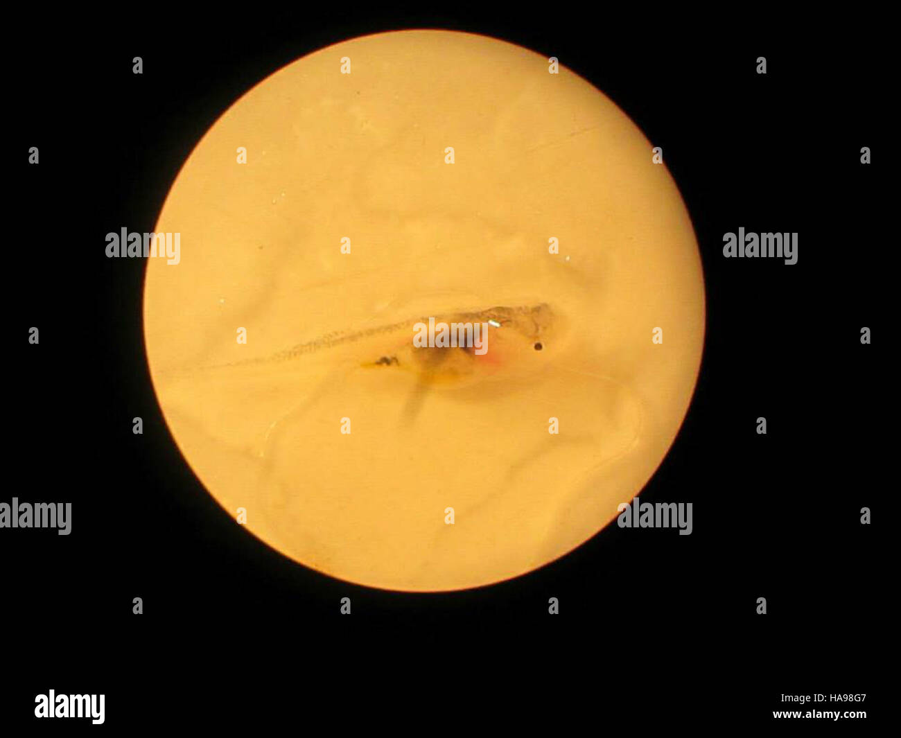 Paddlefish fry are released in a national park as part of conservation ...