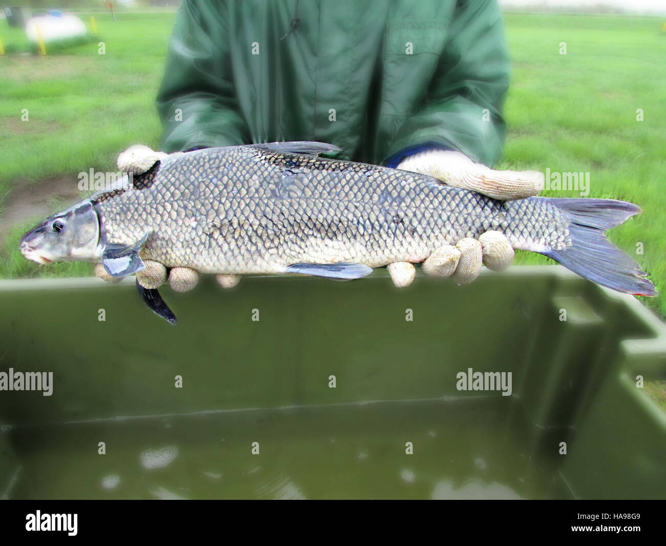 The Blue Sucker is a native fish species in the rivers and streams of ...