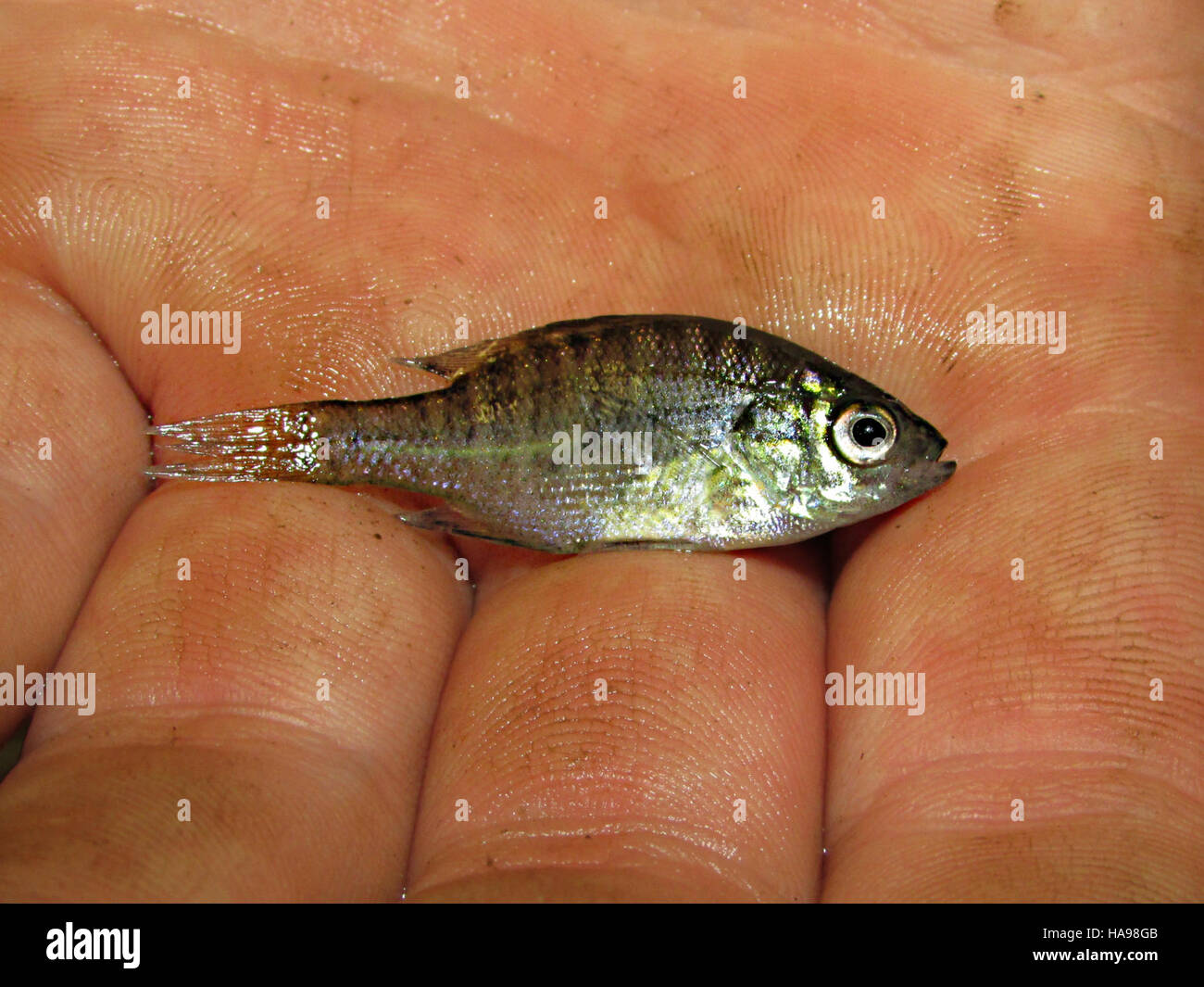 A bluegill fingerling, an early stage of the bluegill fish, is ...