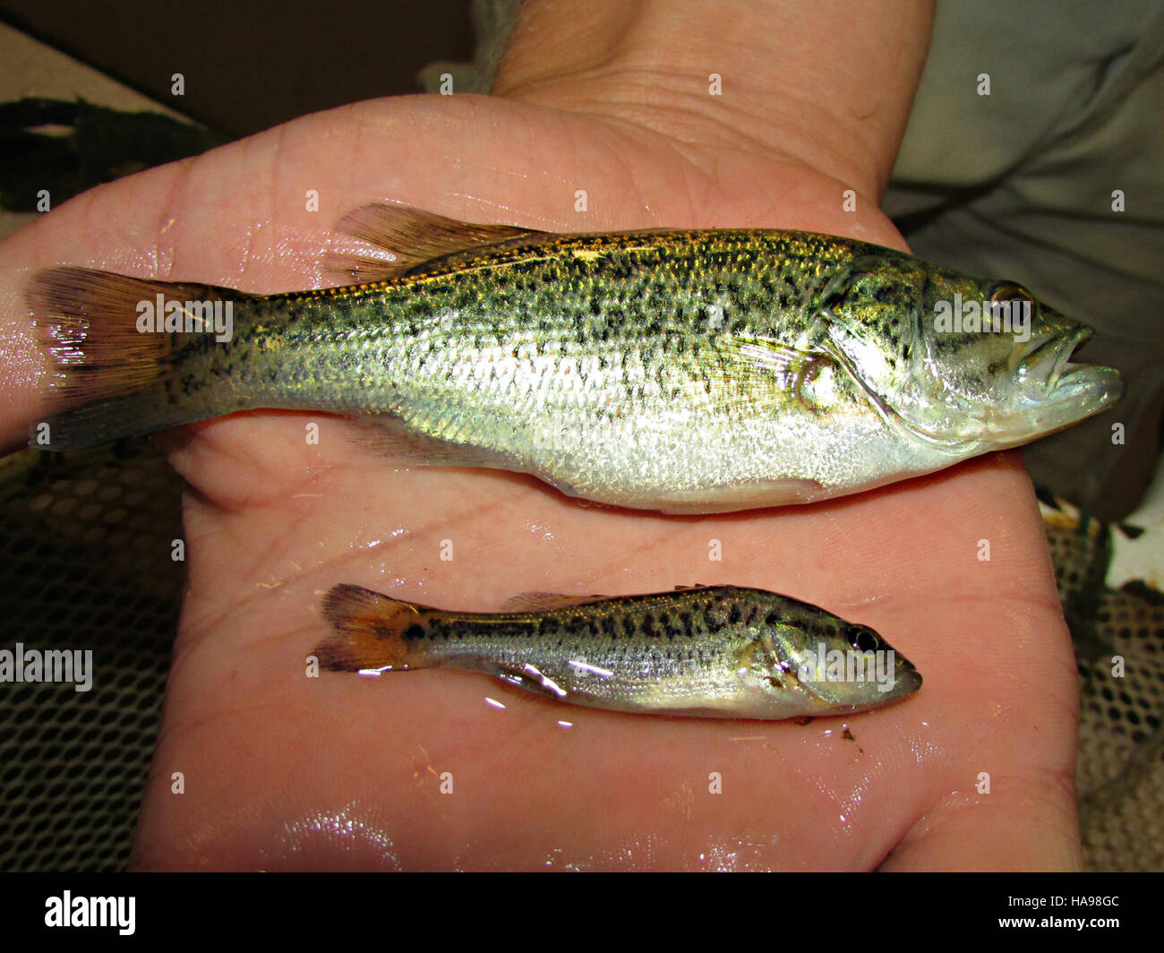 Largemouth bass fingerlings are being introduced into national parks to ...