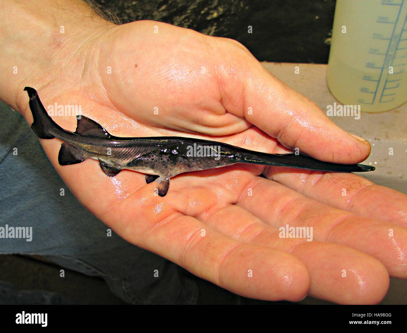 60 days old hi-res stock photography and images - Alamy