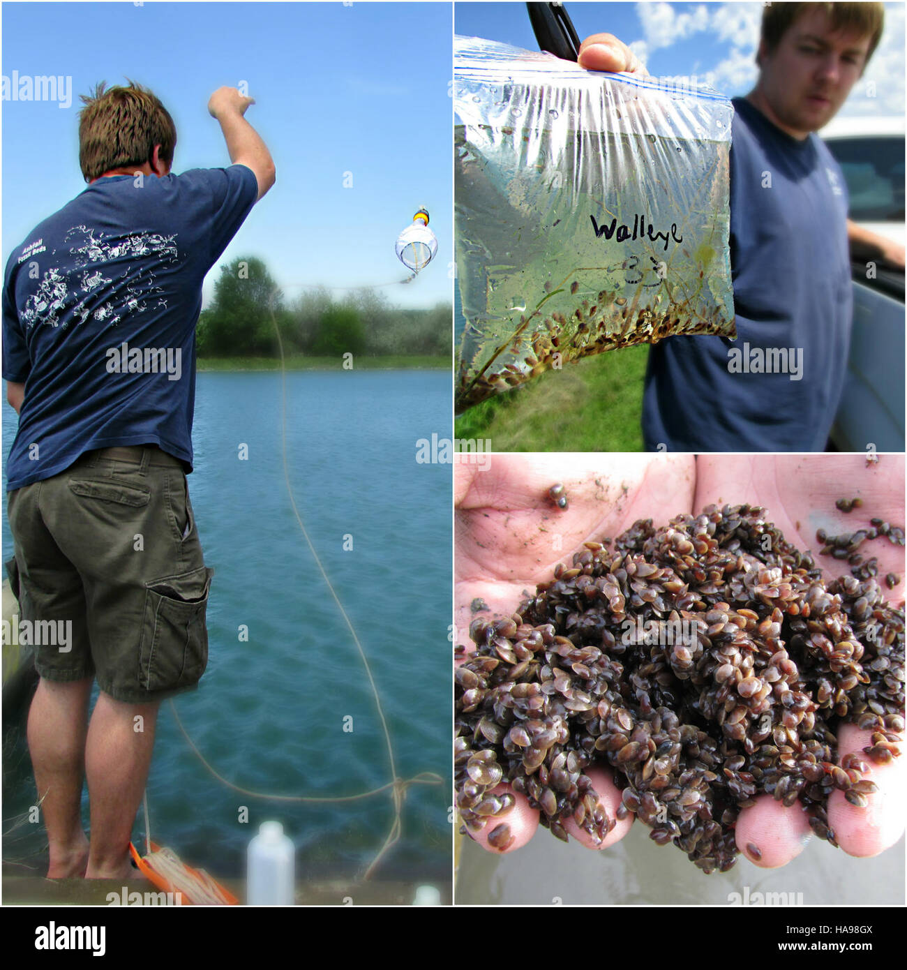 Clam shrimp in a national park are part of the local aquatic ecosystem ...