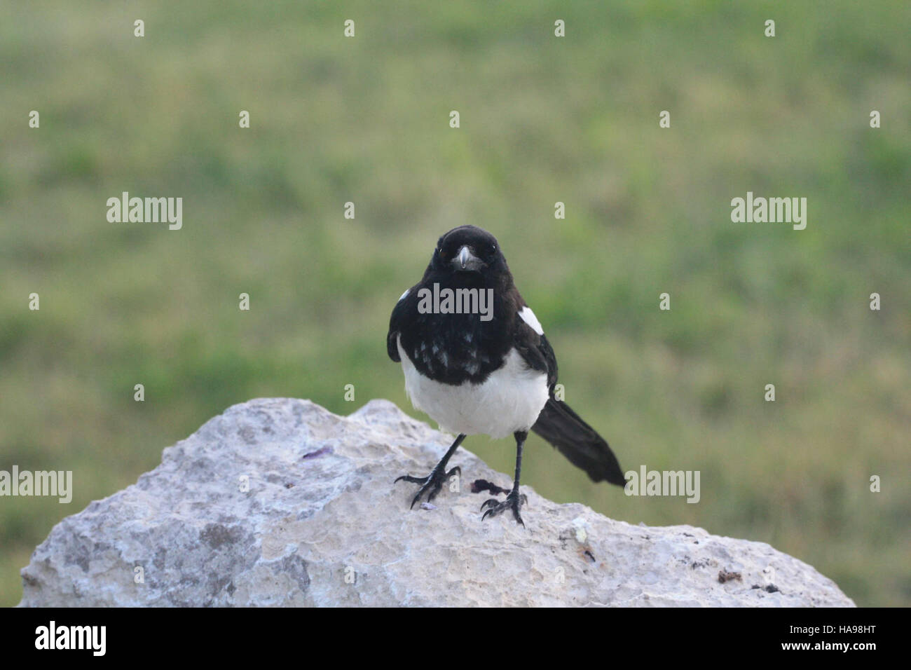 A curious magpie observed in a national park, symbolizing the diverse ...