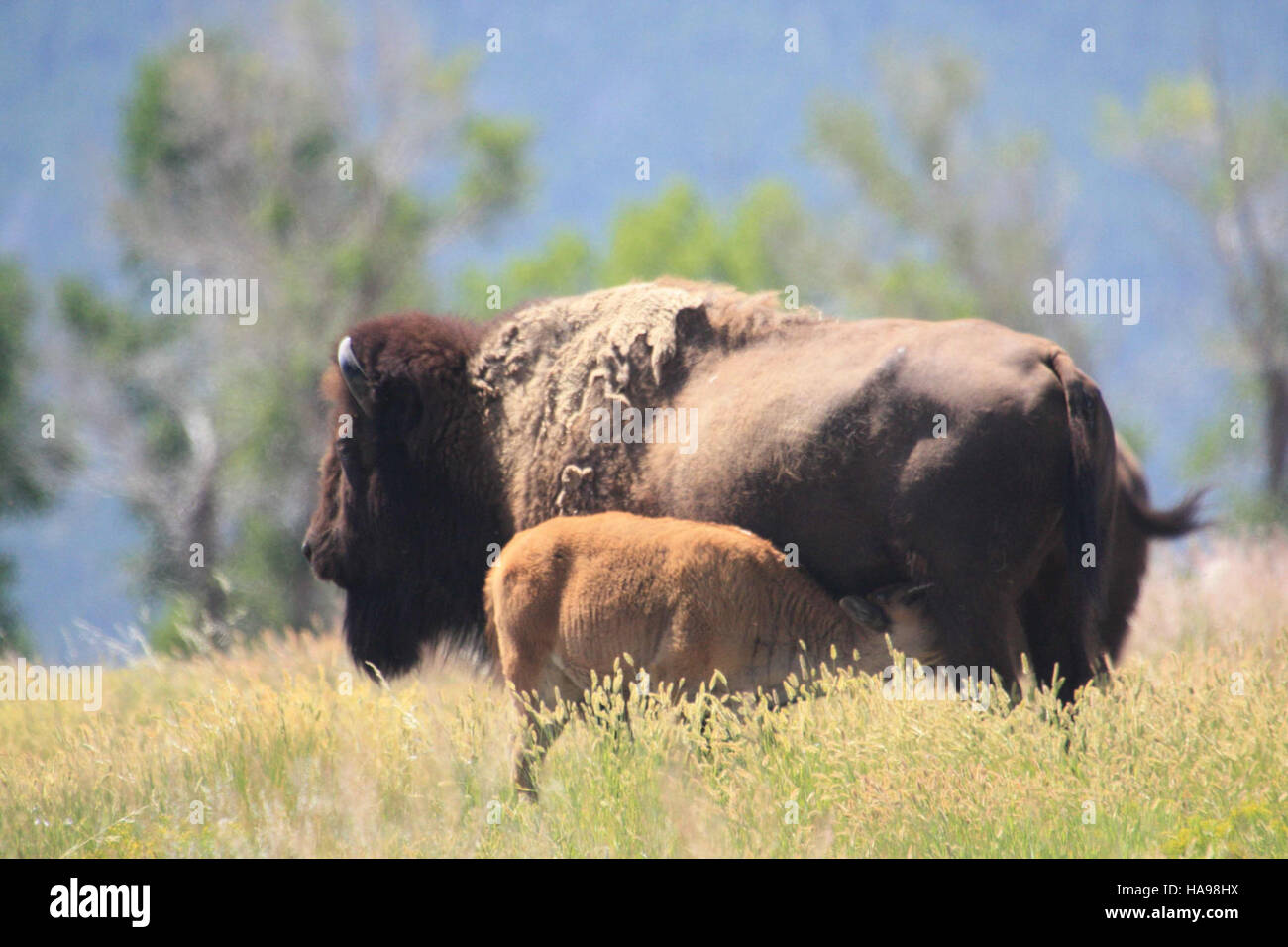 Needs tlc hi-res stock photography and images - Alamy