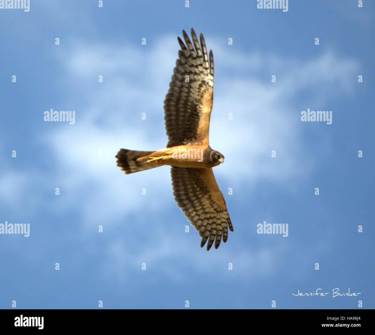 A Northern Harrier hunting over fields at a National Park, its sharp ...