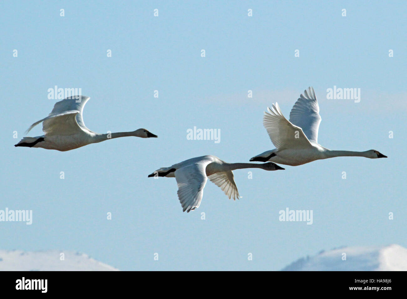 usfwsmtnprairie 9637515351 Swans in Flight Stock Photo - Alamy