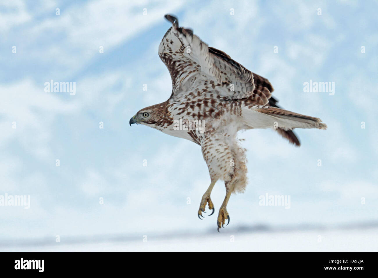 A juvenile Red-tailed Hawk, still in its early stages of development ...