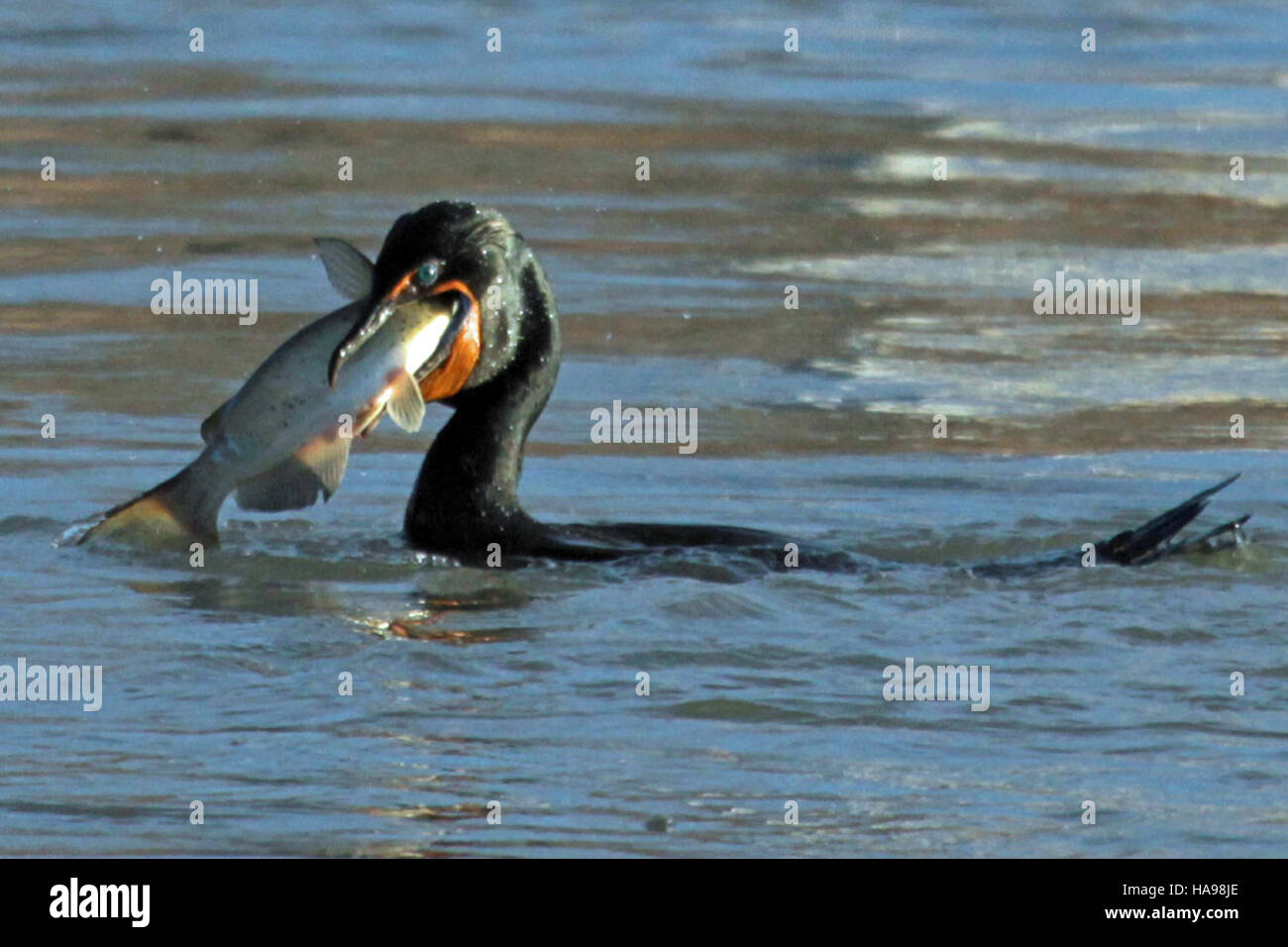A Double-crested Cormorant perched with its prey, captured in a ...