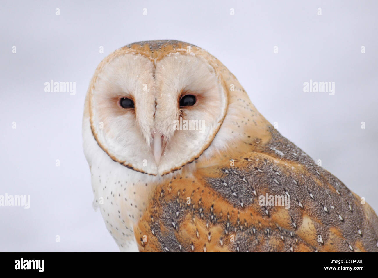 Barn owl heart face hi-res stock photography and images - Alamy