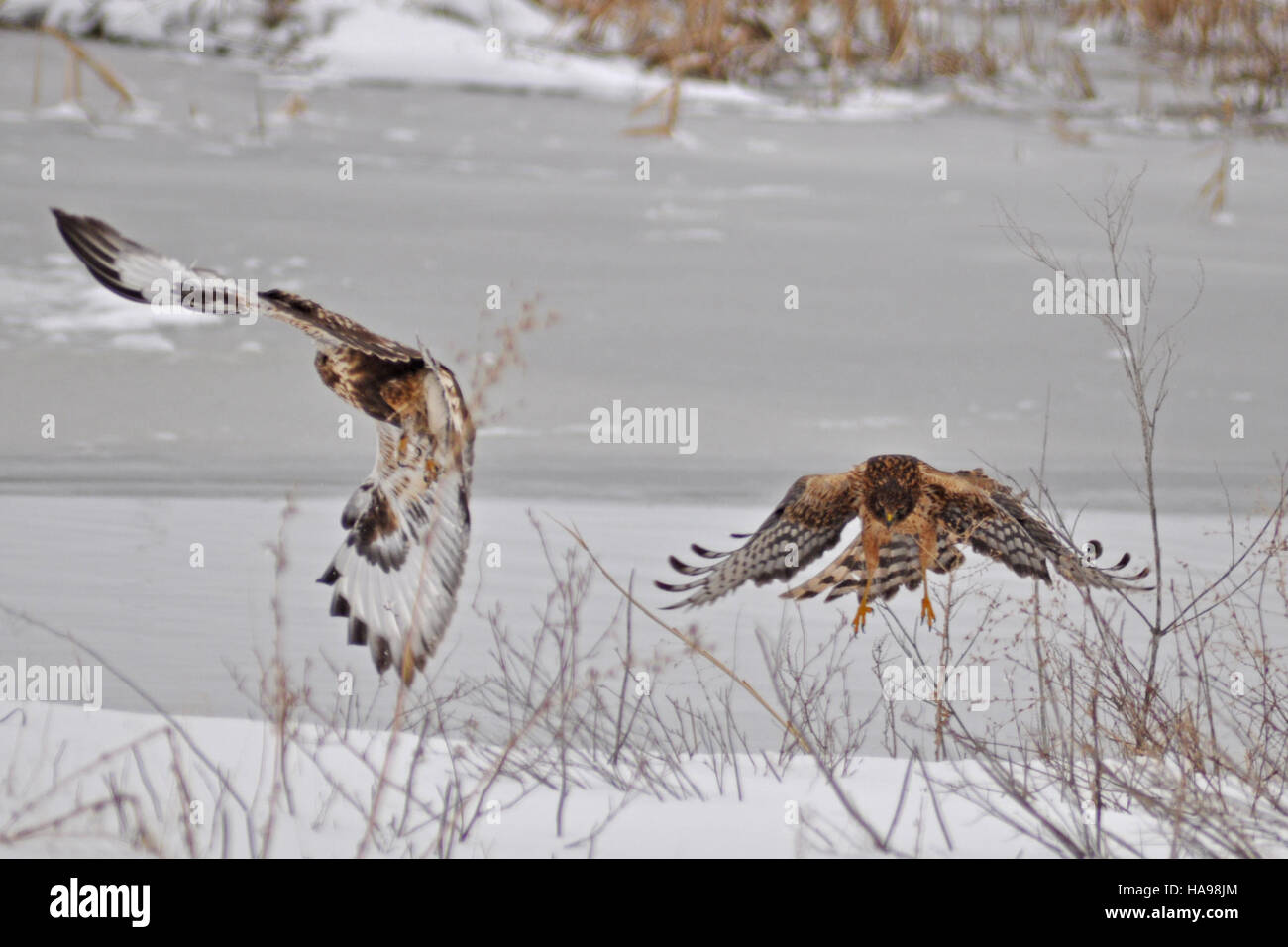 This image showcases a natural wildlife encounter in a National Park ...