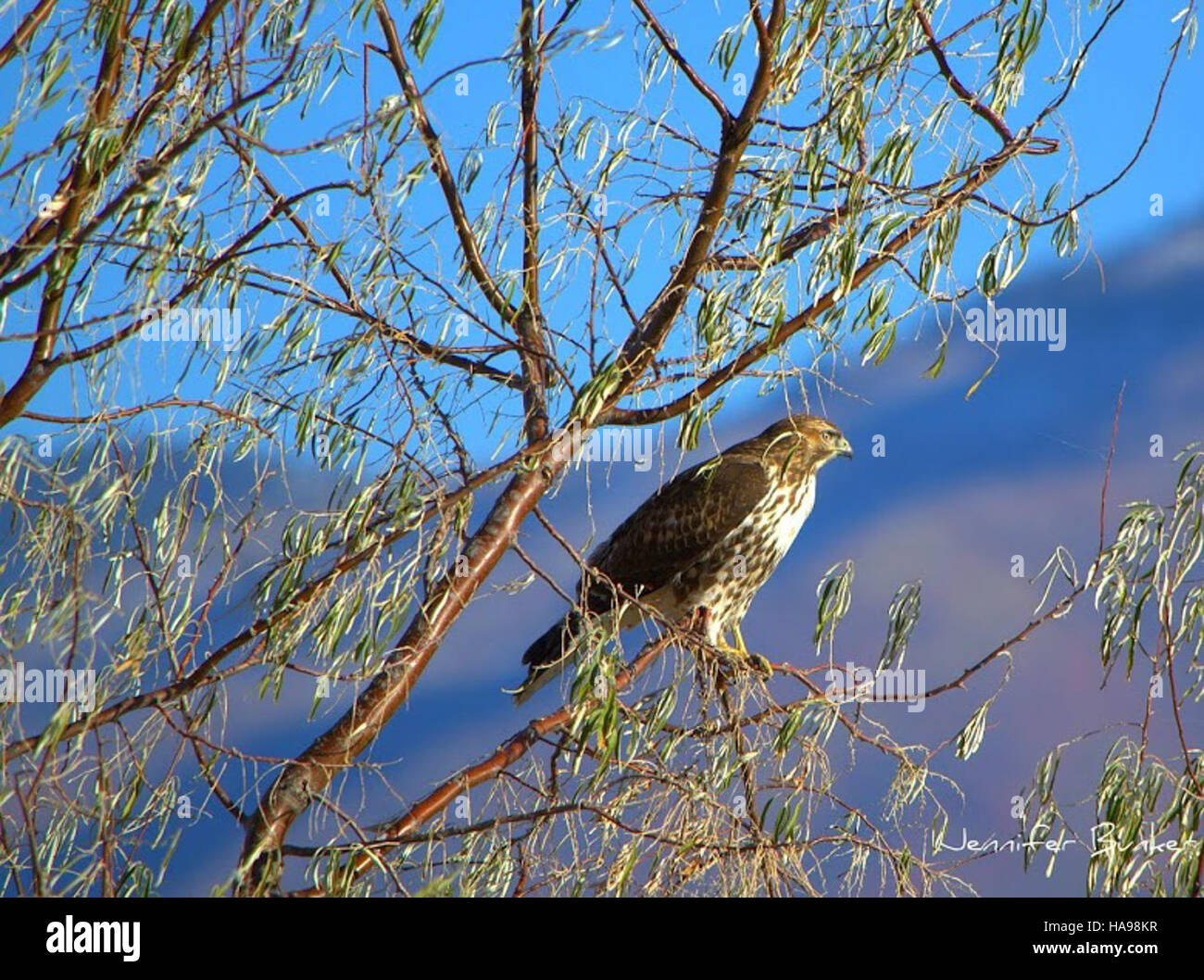 A red-tailed hawk surveys the autumn landscape in a national park ...
