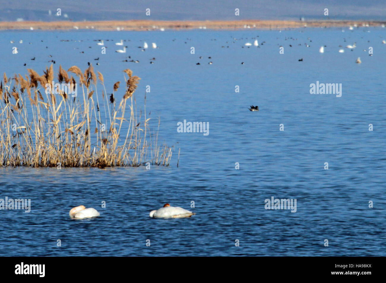 Swans return to the refuge in spring, a symbol of seasonal migration ...