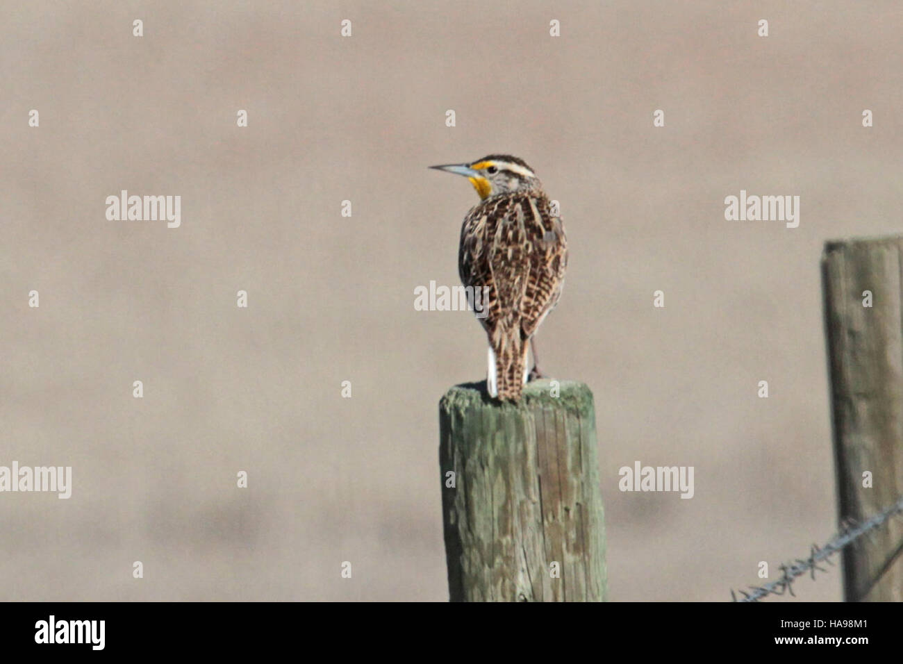 Its arrival signals spring hi-res stock photography and images - Alamy