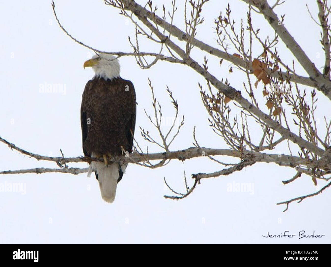 A Bald Eagle, observed in its natural habitat within a national park ...
