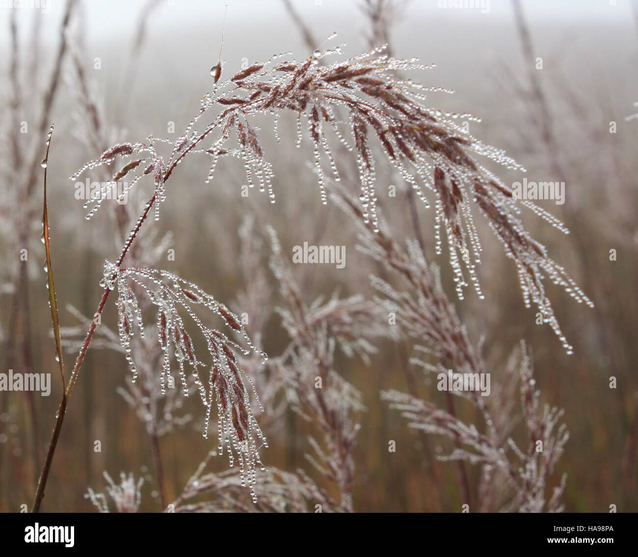Indian grass covered in dew in a national park highlights the beauty of ...