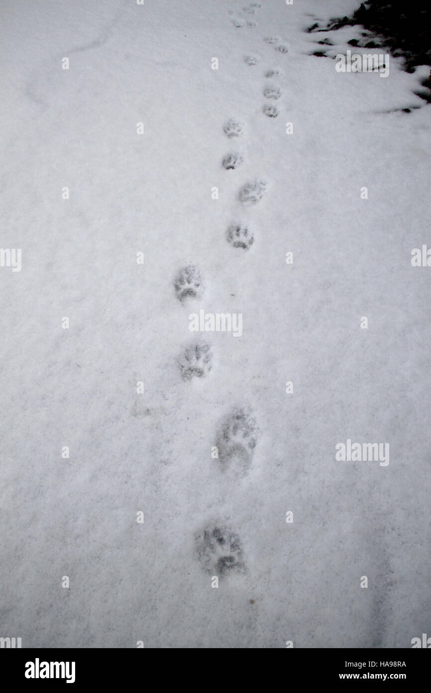 Winter Tracks in a National Park highlight the natural wildlife ...