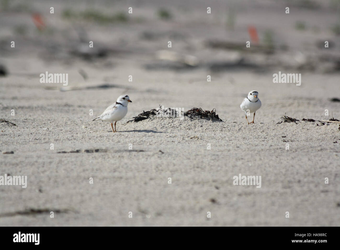 Piping plovers hi-res stock photography and images - Alamy