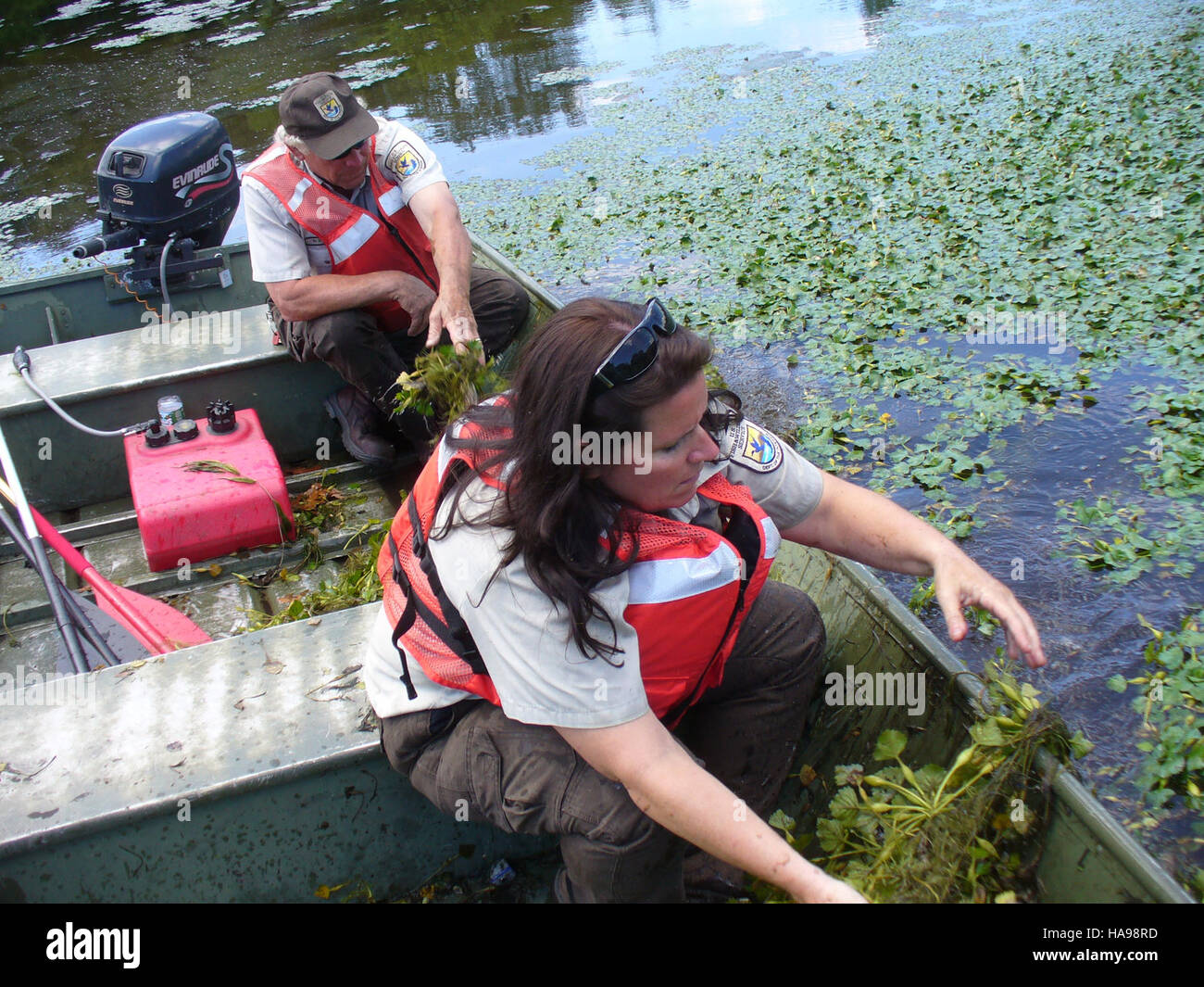 The U.S. Fish and Wildlife Service conducts efforts to remove invasive ...