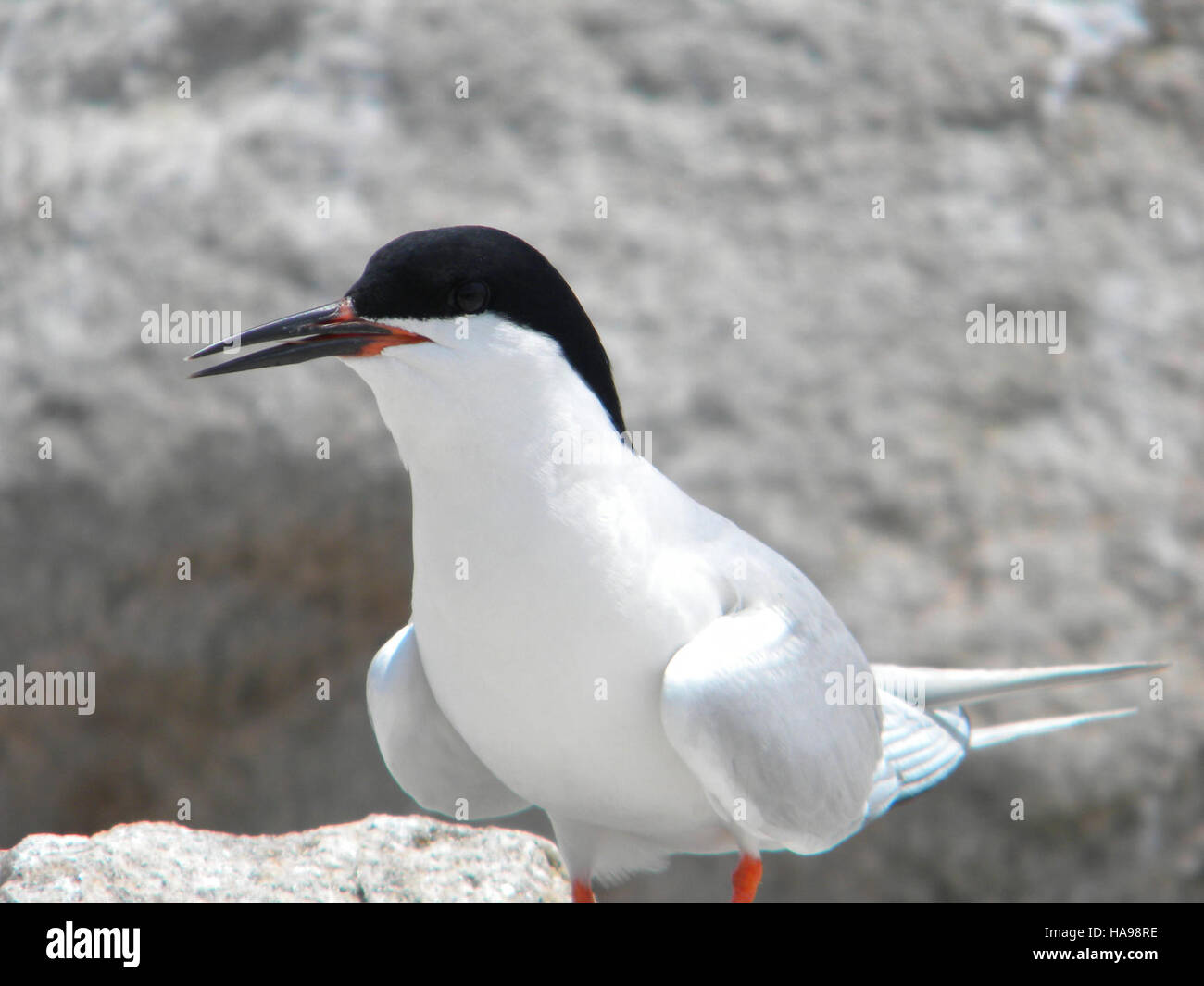 The Roseate Tern, an endangered species, is protected in national parks ...