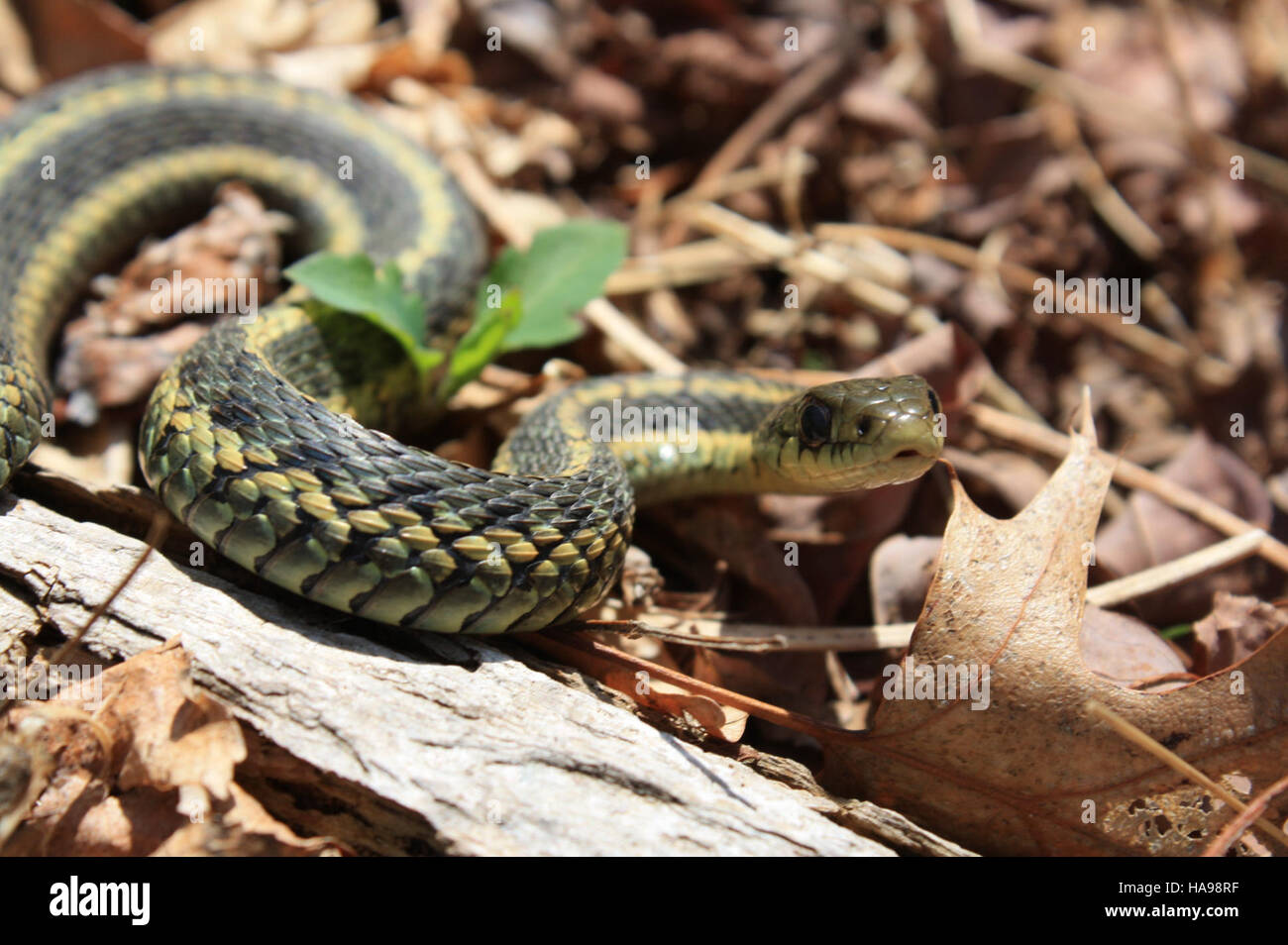 This image features a garter snake, an important species in the U.S ...