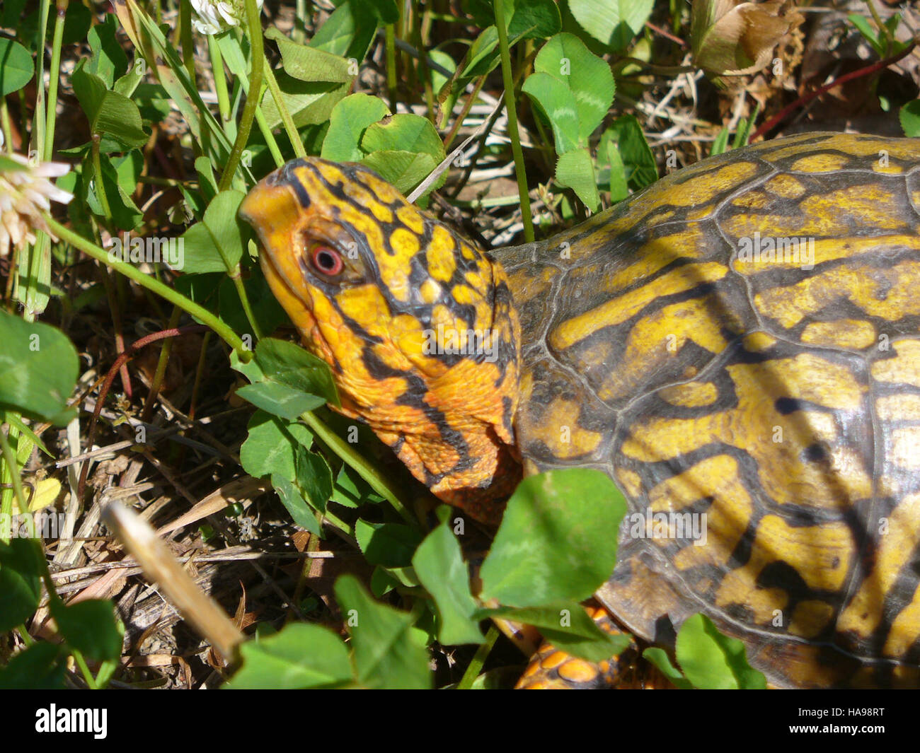 The box turtle, an iconic species of the Northeast, is being protected ...