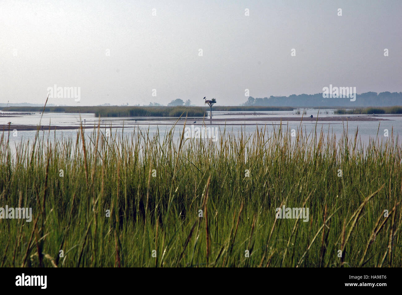 Salt marshes, vital coastal ecosystems, serve as breeding grounds for ...