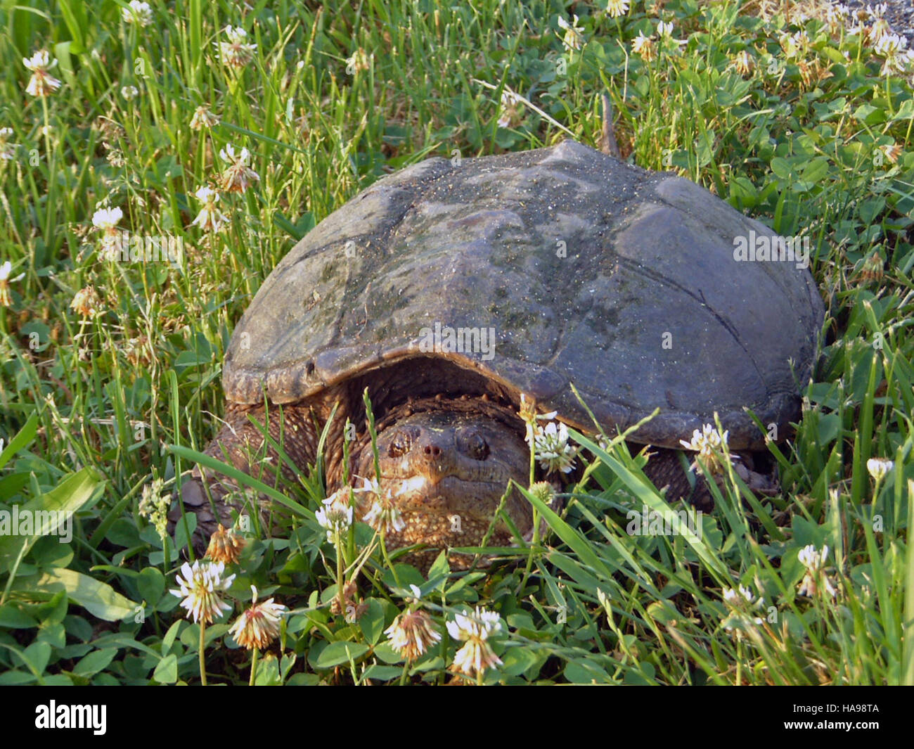 A snapping turtle is captured in its natural habitat, showcasing its ...