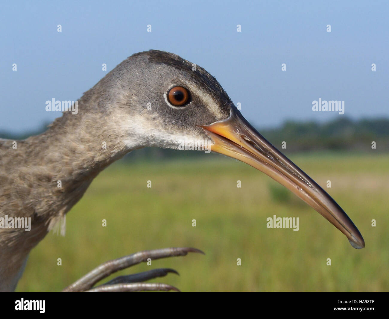 The Clapper Rail is a coastal bird species found in the Northeast ...
