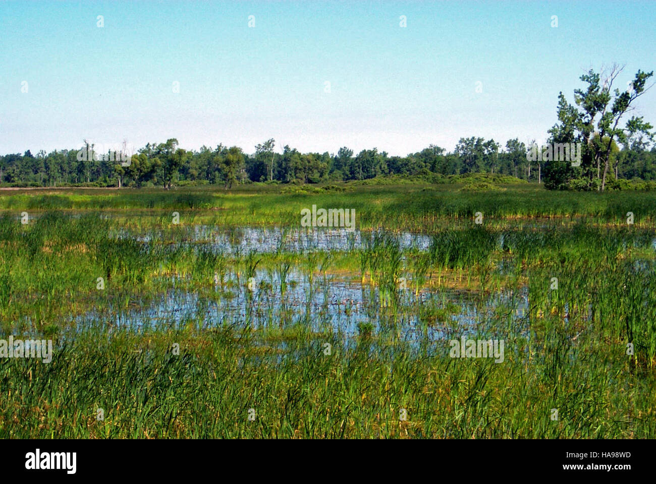 usfwsnortheast 11738370896 Emergent marsh Stock Photo - Alamy