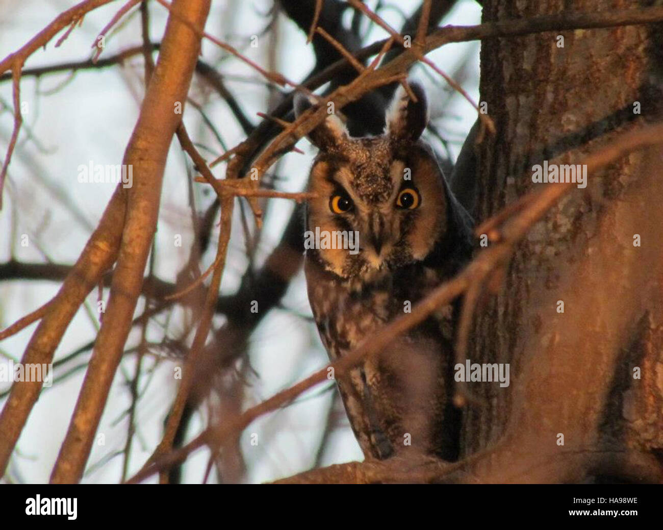 The image features an owl, a key species in the ecosystem of national ...