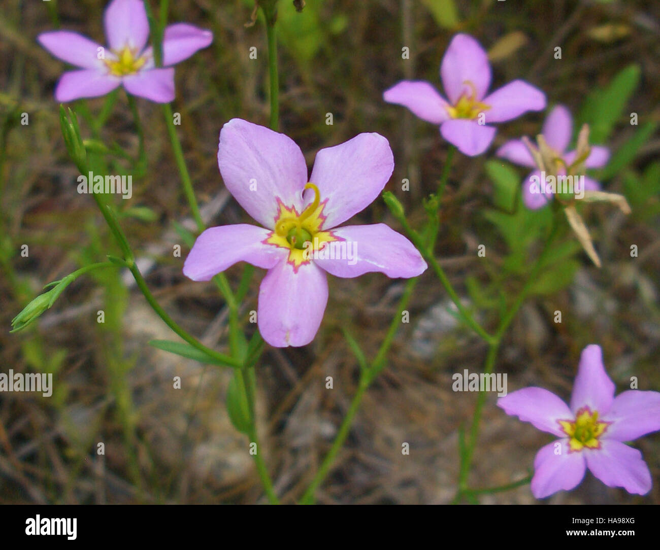 A pink salt marsh in a northeastern national park illustrates the ...