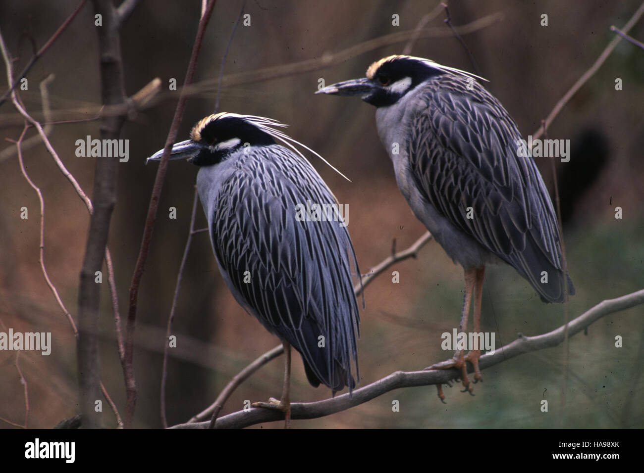 Wading birds in a U.S. National Park are an important component of ...
