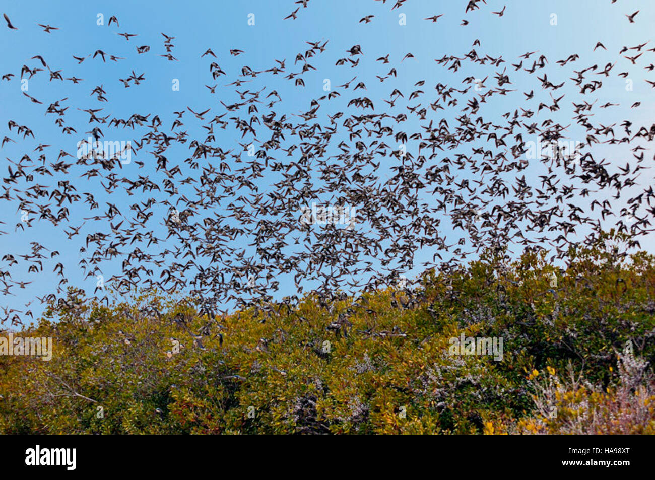 A swarm of tree swallows is observed in a national park, demonstrating ...