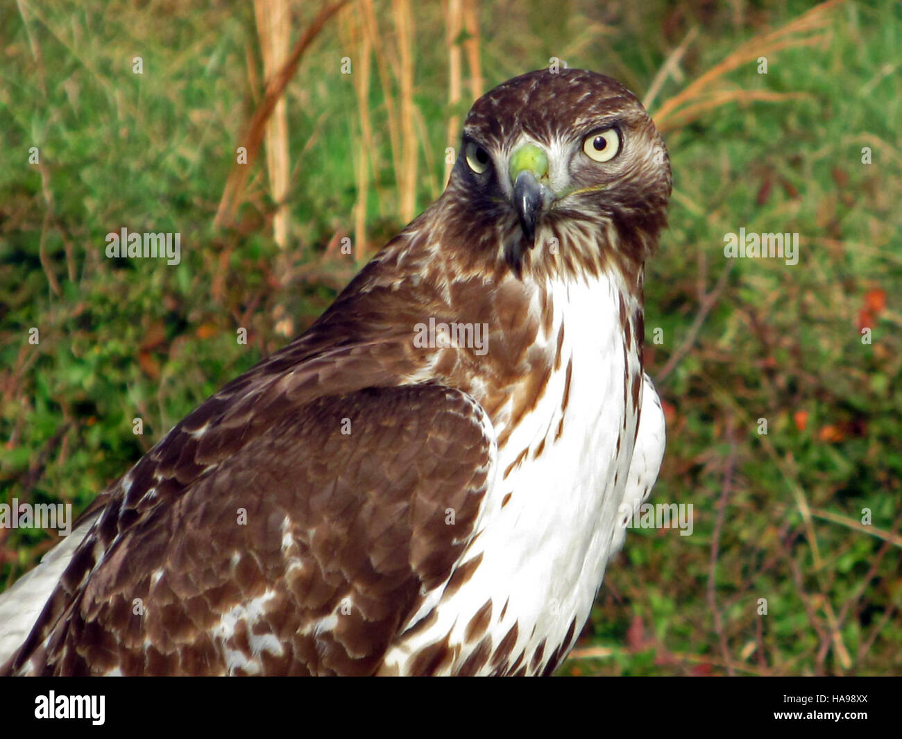 The red-tailed hawk, a species often spotted in national parks, is ...