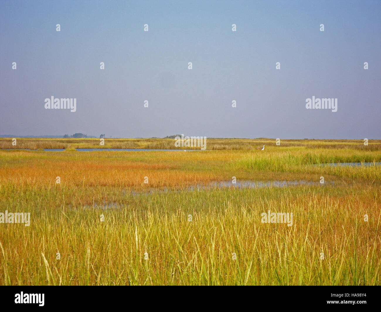 The salt marsh ecosystem, a critical habitat for various wildlife ...