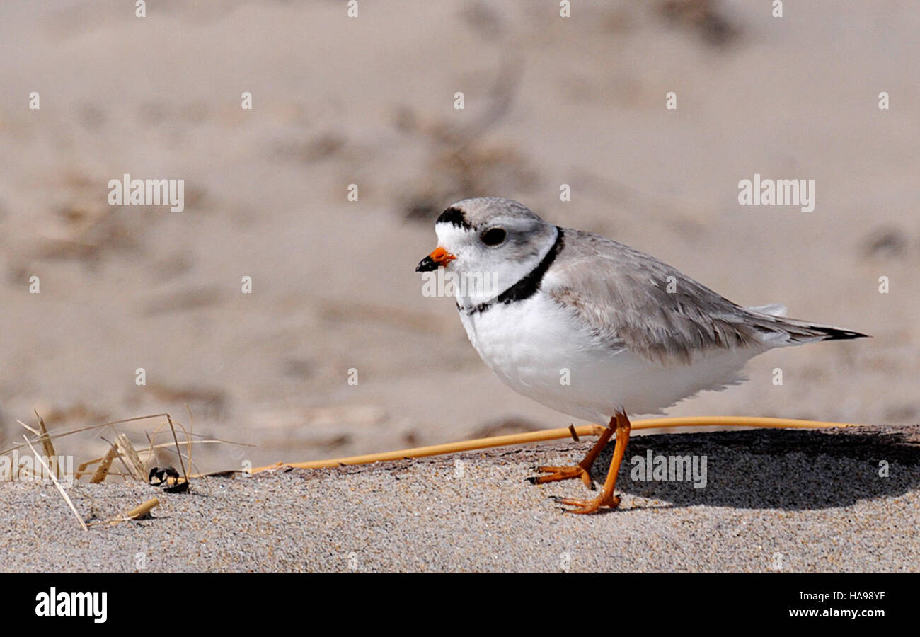 Piping plover protected shorebird hi-res stock photography and images ...