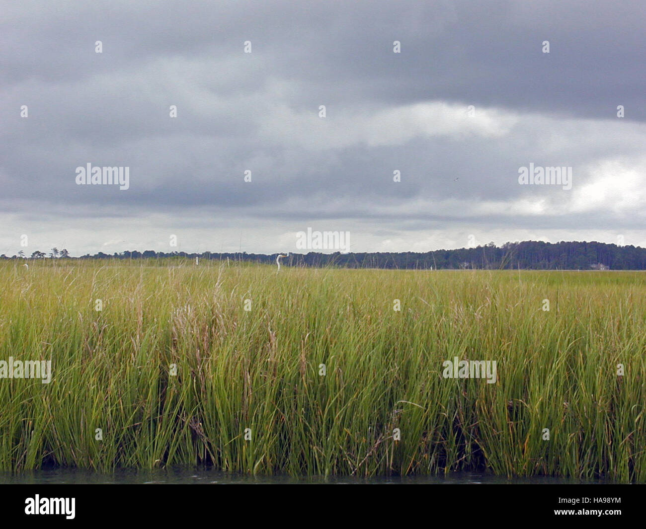 A peaceful view of a marsh in a northeastern U.S. national park, an ...