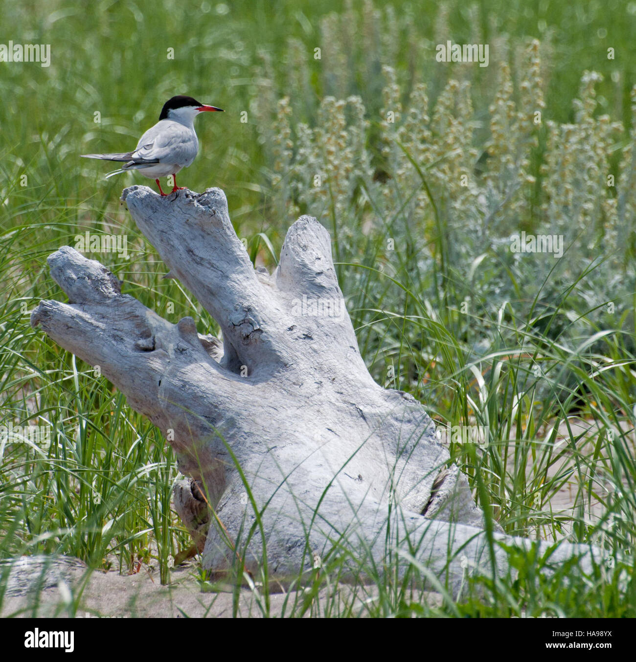 A tern, an important seabird species, is pictured within its natural ...