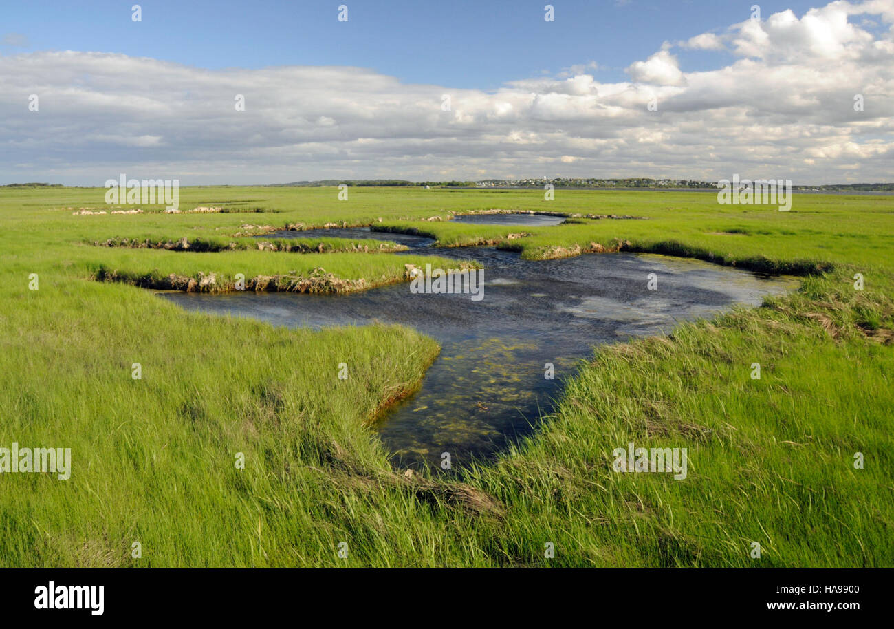 Salt marsh ecosystems in National Parks support a variety of wildlife ...