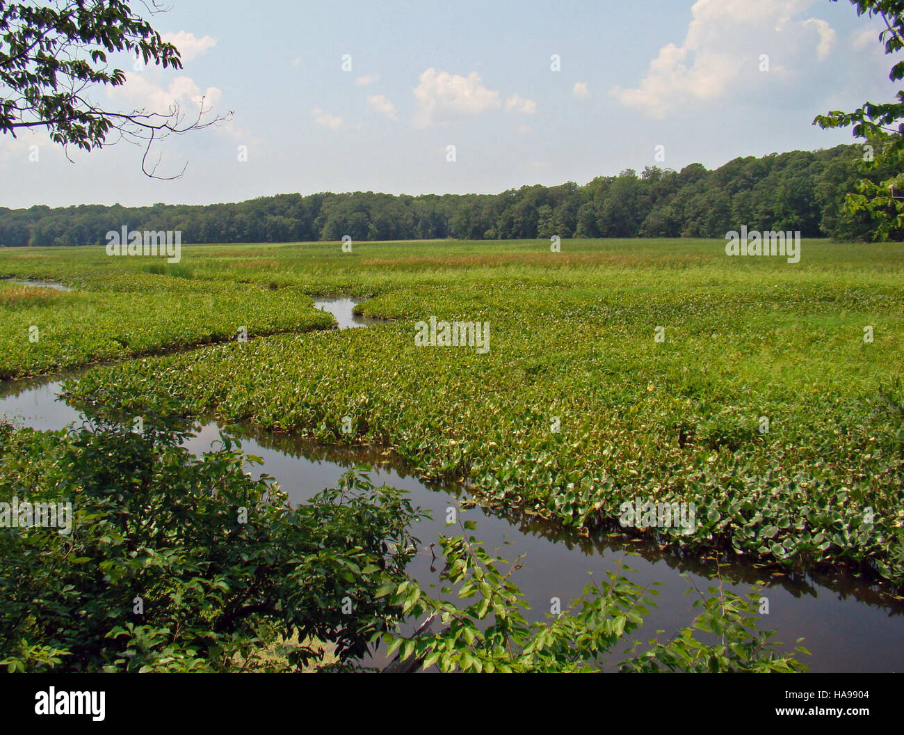 Great Marsh National Park is an important coastal wetland area that ...