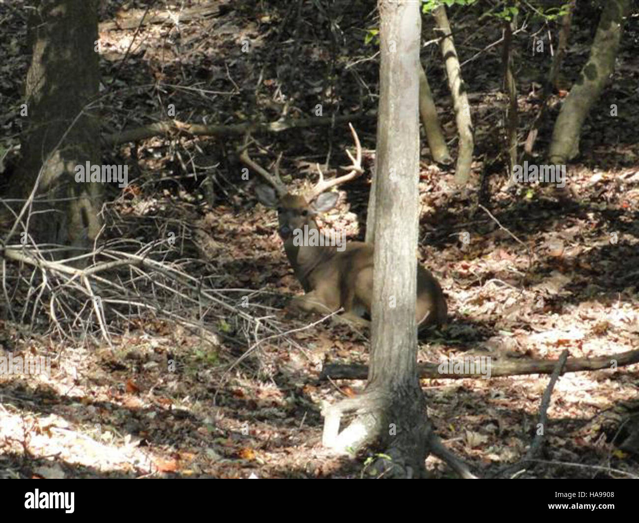 A White-tailed Deer is captured in a national park, showcasing the ...
