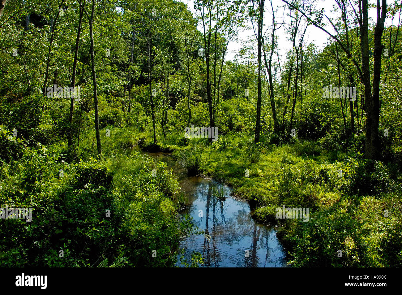 This image captures the scenic beauty of a forest in a national park ...